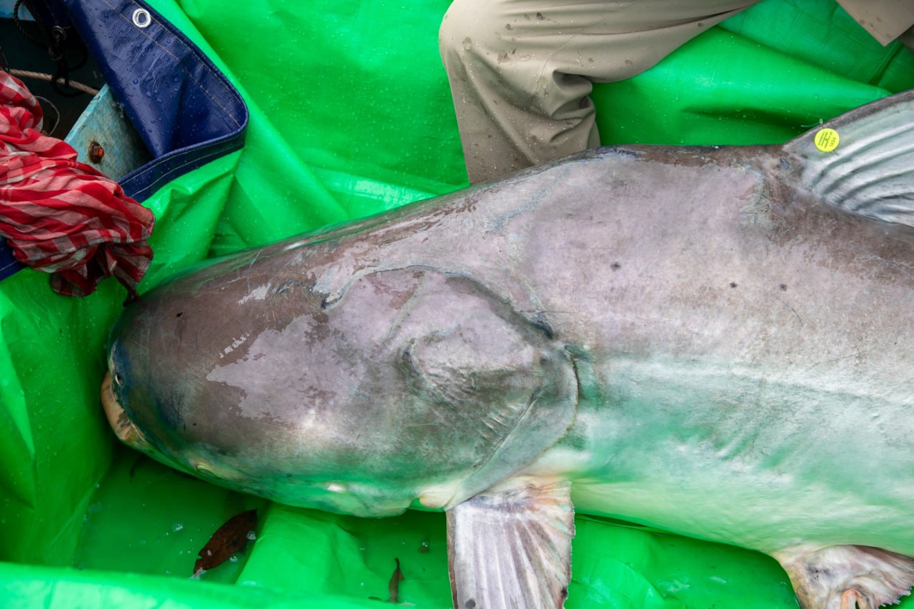 ភ្នំពេញ ប៉ុស្ដិ៍ | Post Khmer | ប្រជានេសាទប្រគល់ត្រីរាជទម្ងន់ជិត១០០គ.ក ...